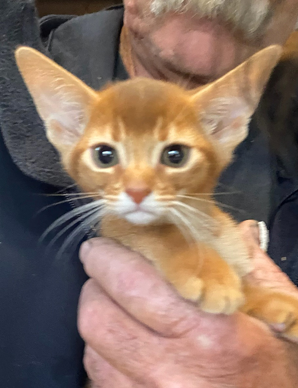 Summer kittens available – SOLD – Abyssinian Cats of Grape Arbor