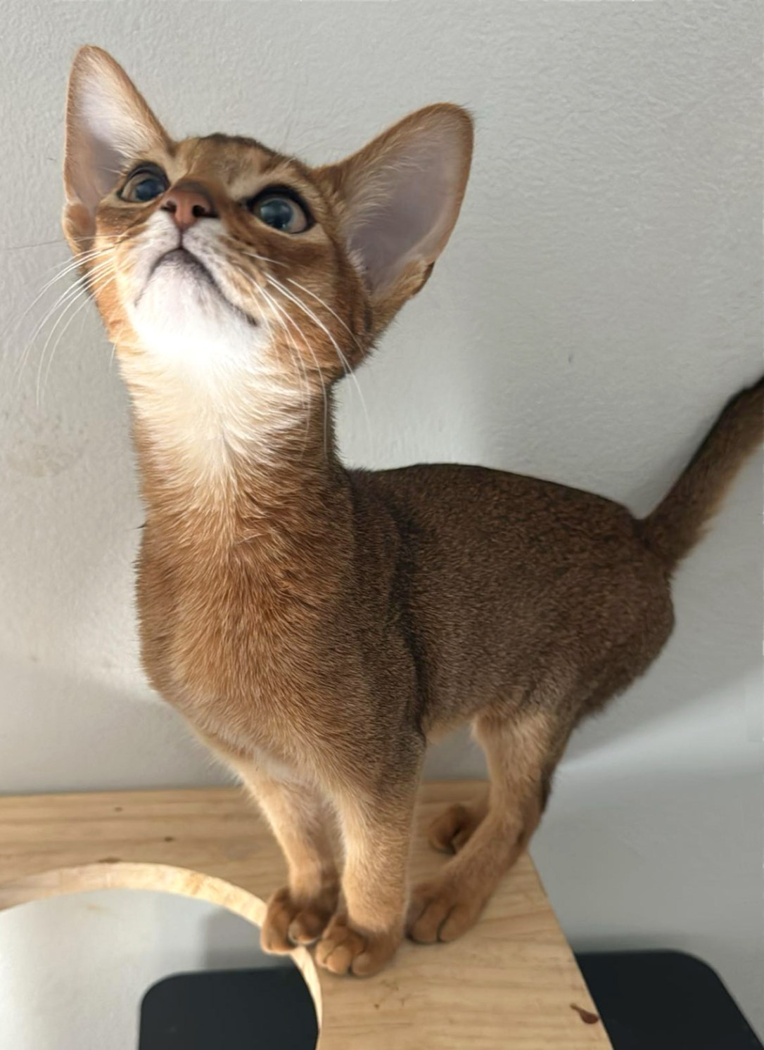 (SOLD) Available now – Ruddy female kitten – Abyssinian Cats of Grape Arbor