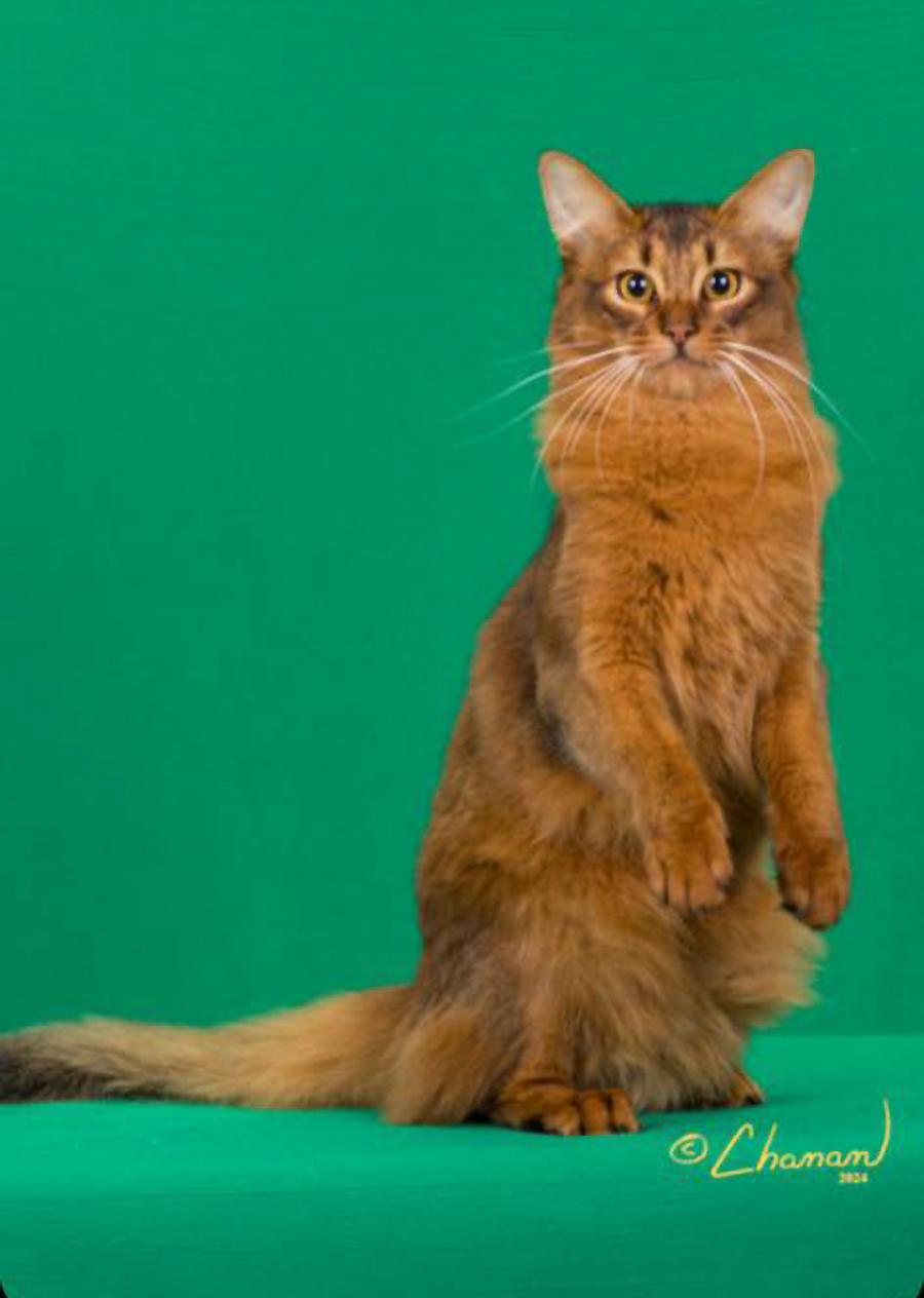 Beautiful New Somali Boy – Abyssinian Cats of Grape Arbor